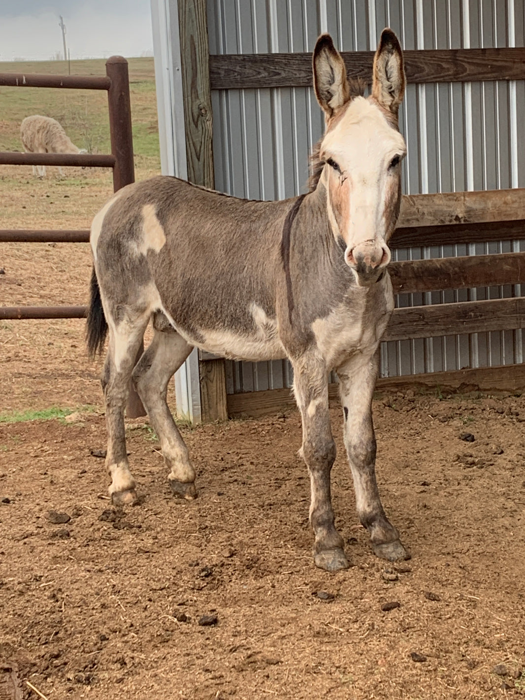 Donkeys – Central Alberta Auction Services