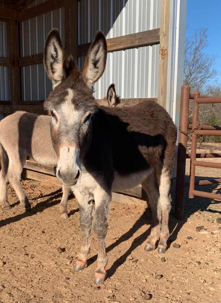 Gelding-Standard Donkey – Central Alberta Auction Services