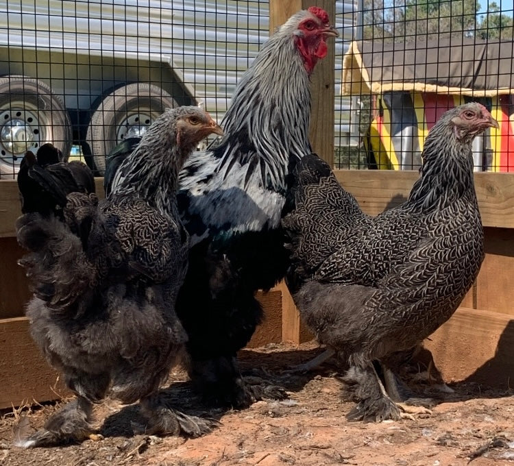 Hen-Standard Dark Brahma-1 year – Central Alberta Auction Services