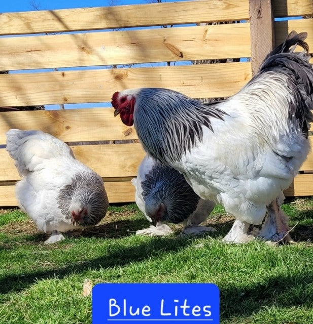 PRE SALE-Chick-Blue Light Brahma Standard-Unsexed (Copy) – Central ...