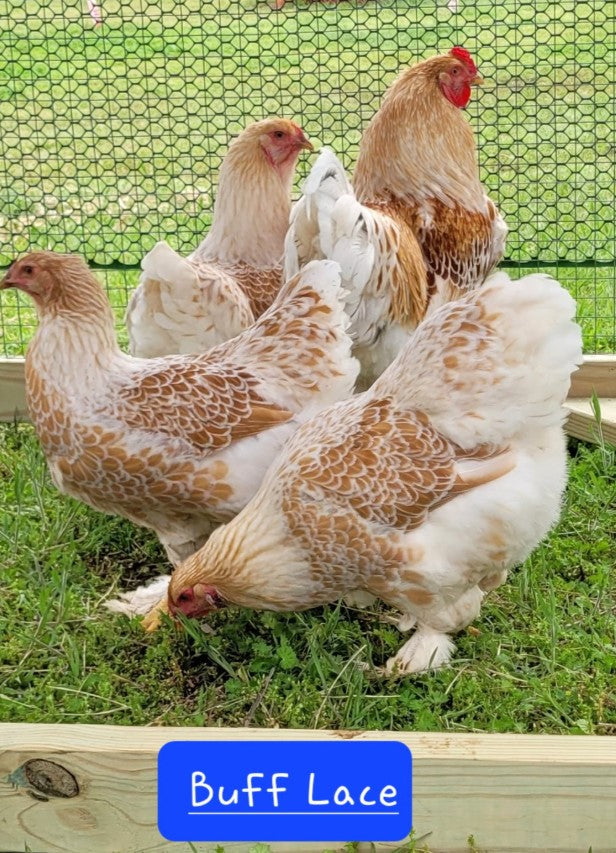 Pair-Buff Laced Brahma Standard-Juveniles – Central Alberta Auction ...